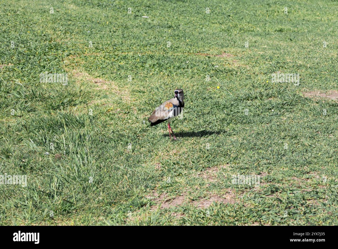 Bird called southern lapwing or tero. Jesus Maria, Cordoba. Argentina ...
