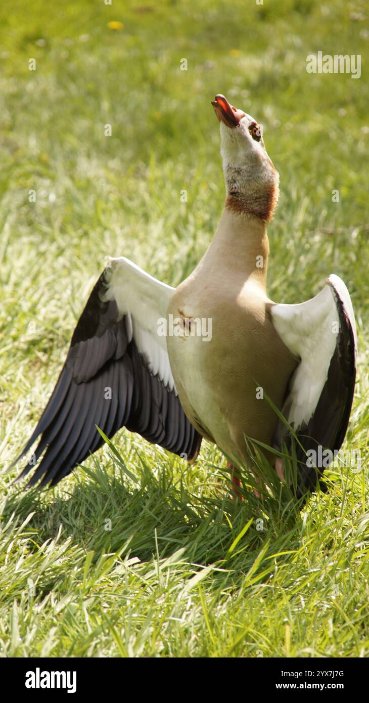 Standing egyptian geese alopochen hi-res stock photography and images ...
