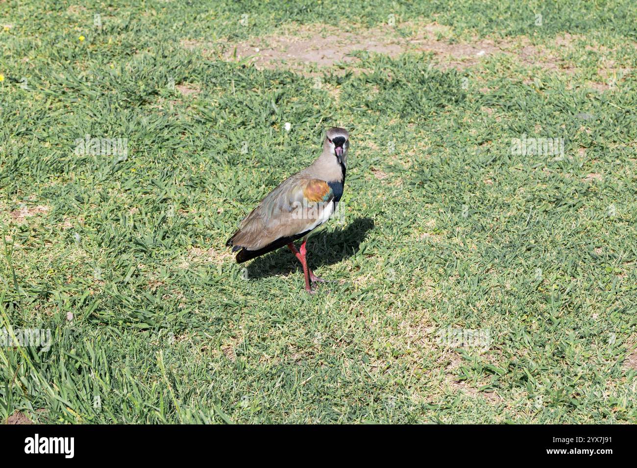 Bird called southern lapwing or tero. Jesus Maria, Cordoba. Argentina ...