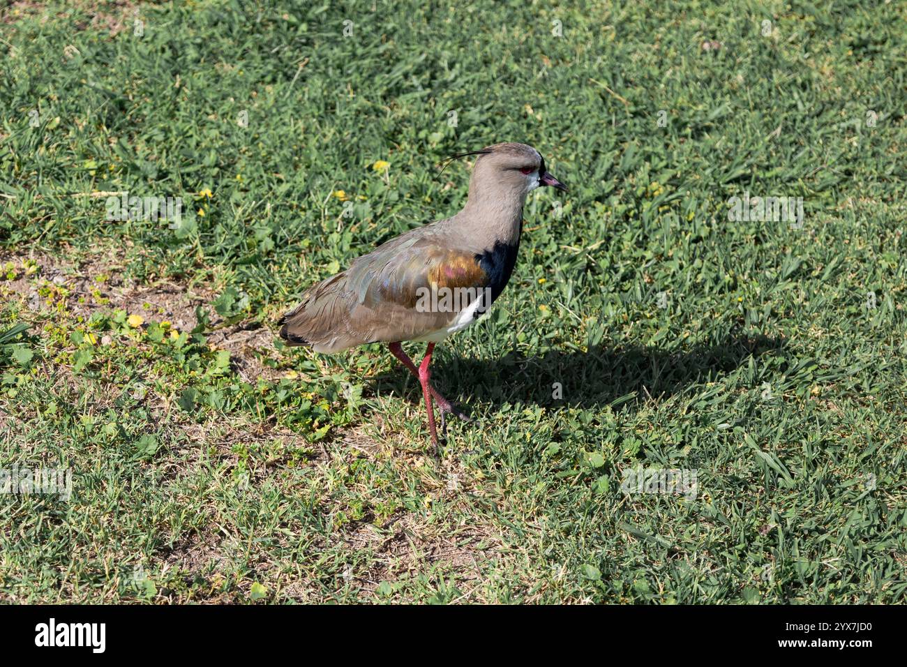Bird called southern lapwing or tero. Jesus Maria, Cordoba. Argentina ...