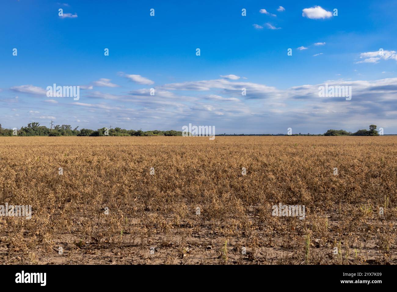 Golden dry field under a bright blue sky with scattered clouds in a ...