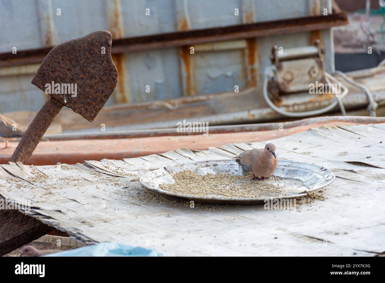 Beautiful pigeons in port eating hi-res stock photography and images ...