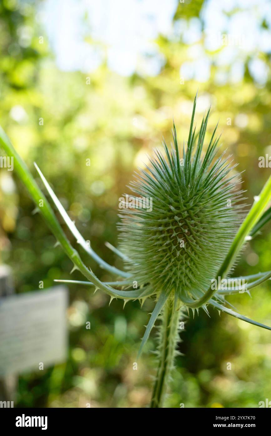 Green Dipsacus laciniatus L plant Stock Photo - Alamy