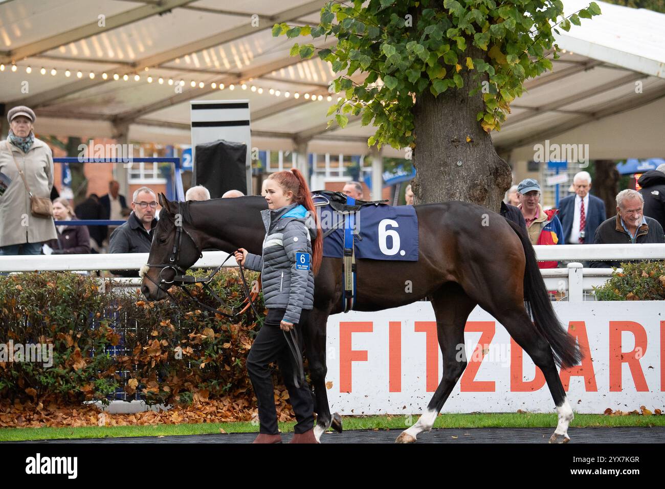 Dreambird dolly hi-res stock photography and images - Alamy