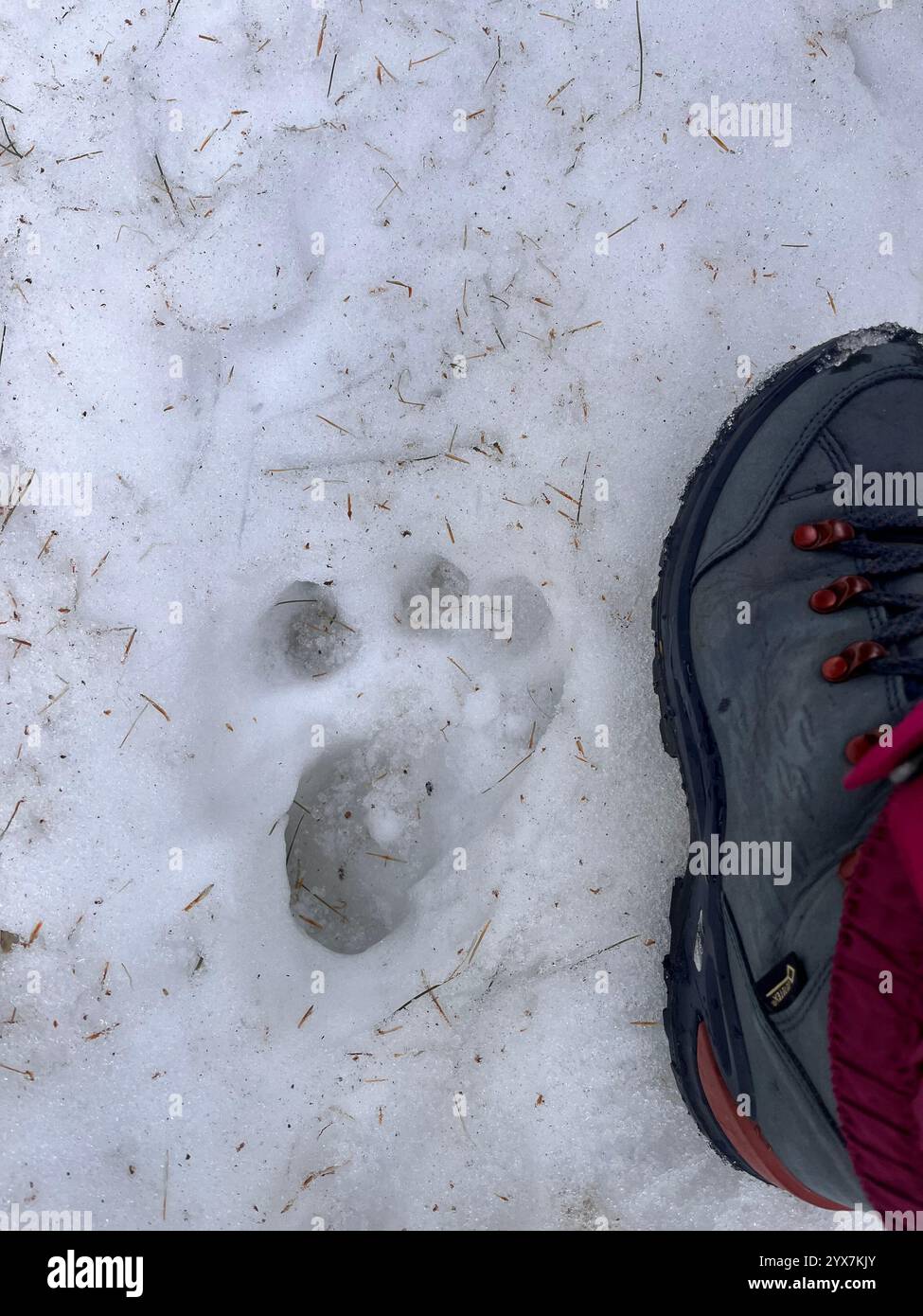Wild animal footprint track in snow comparing to human's boot Stock ...