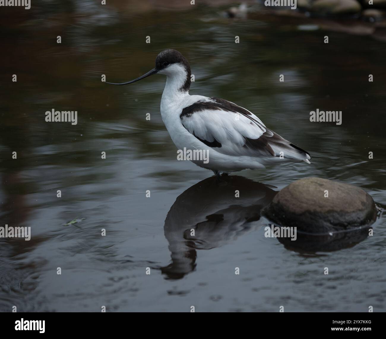 A side view of an Avocet, Recurvirostia avosetta, wading in shallow waters. A beautiful black ...