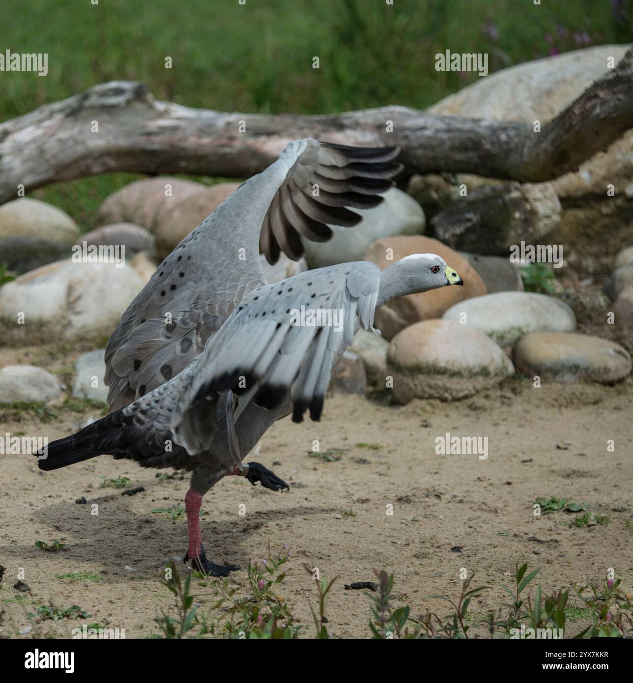 An angry looking Cape Barren Goose, Cereopsis novaehollandiae, running ...