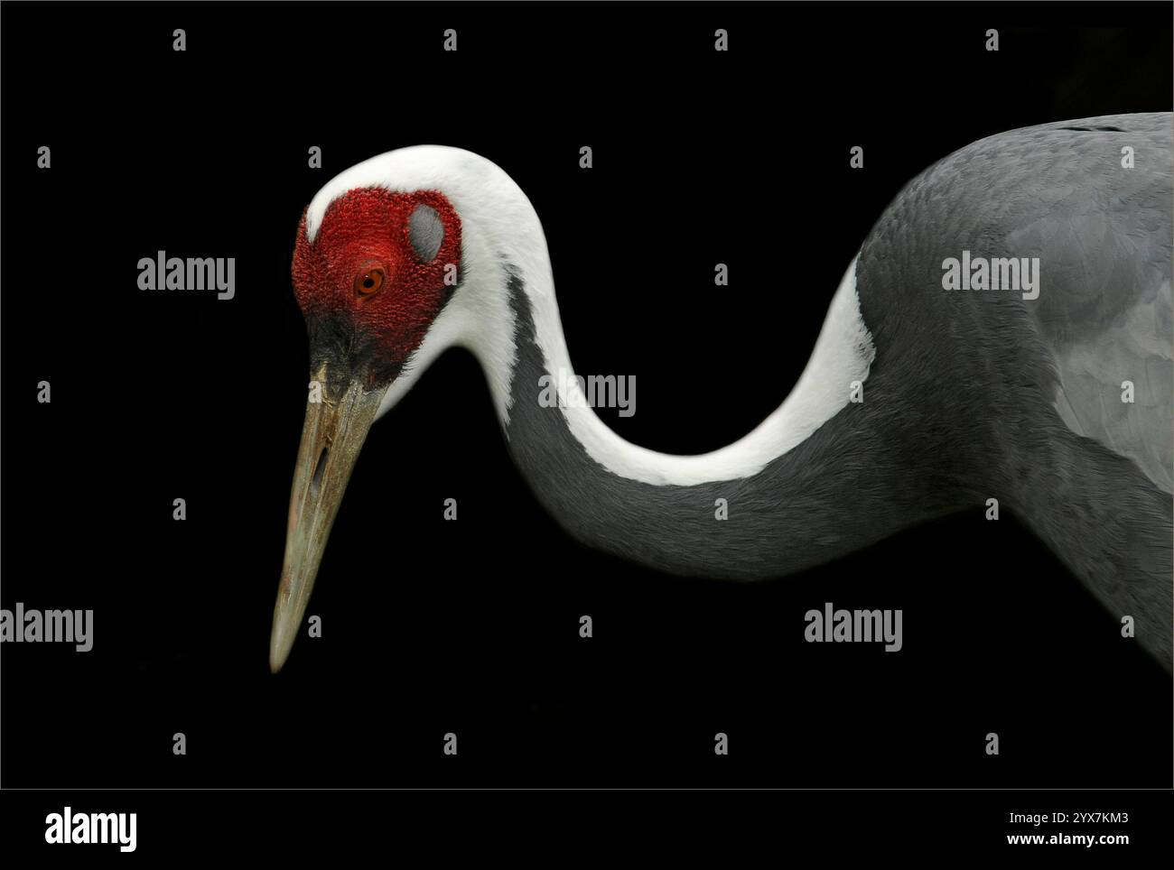 A head and shoulder portrait of a White-naped crane, Antigone vipio ...