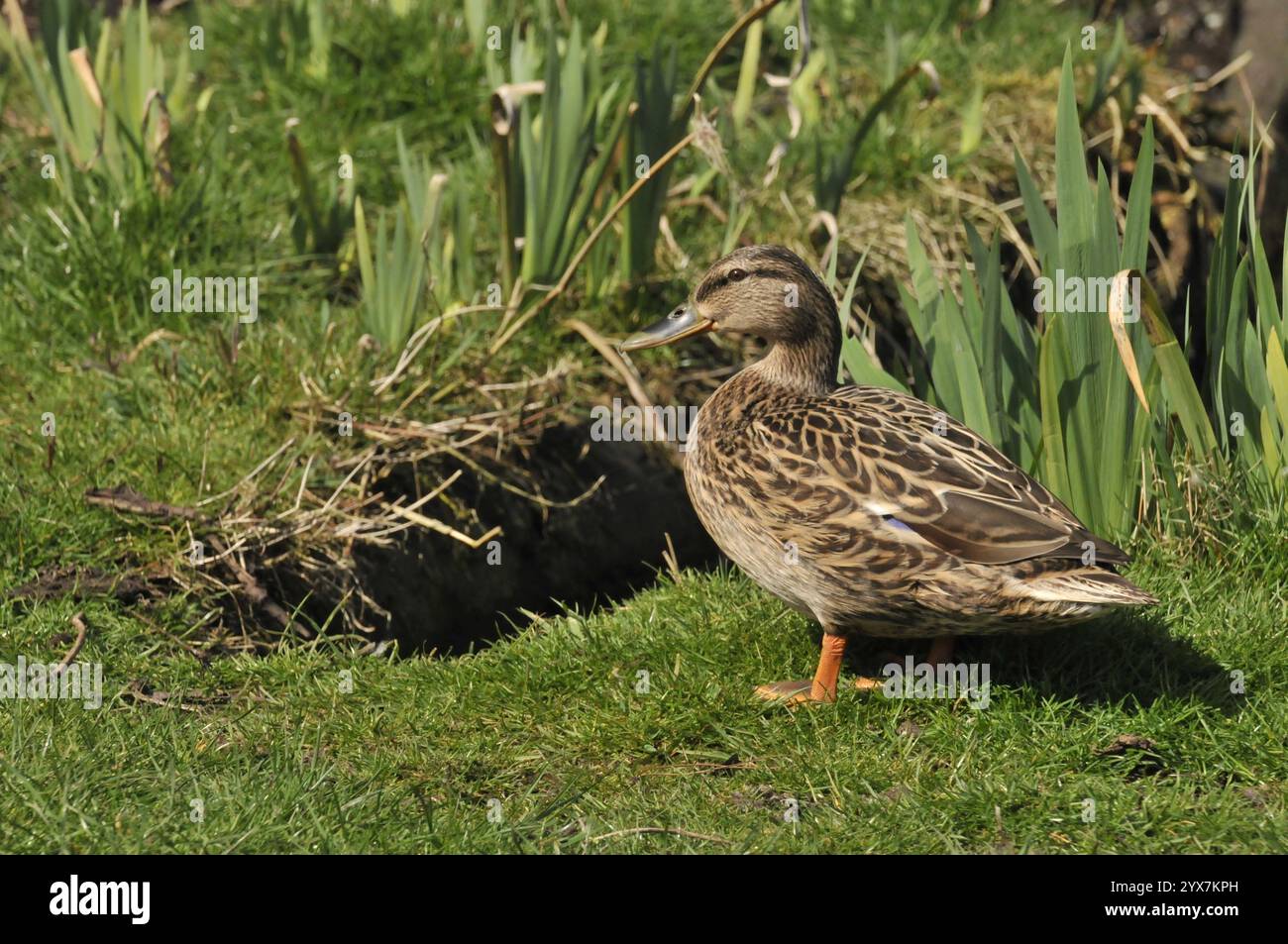 Mallard duck male females hi-res stock photography and images - Alamy