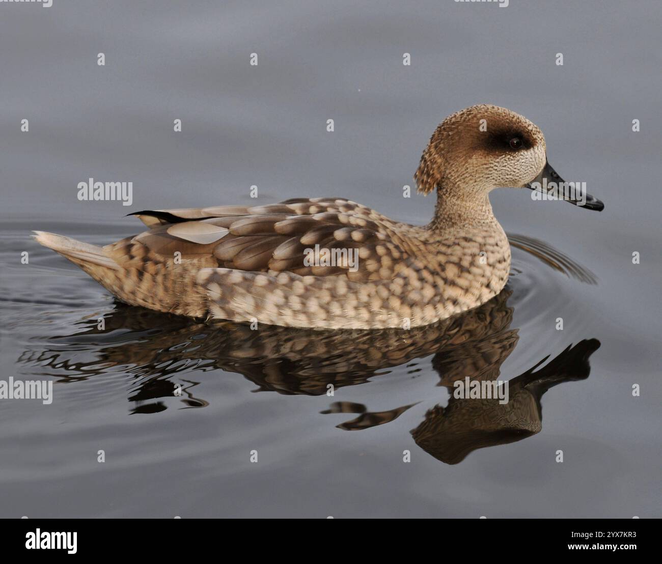 Blotched colouring hi-res stock photography and images - Alamy