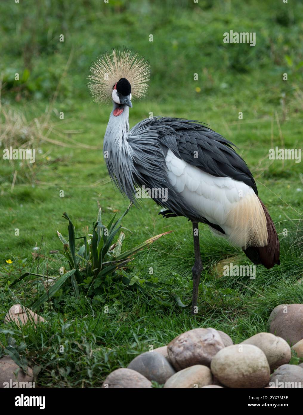 A full length side view of a Grey crowned crane, Balearica regulorum ...