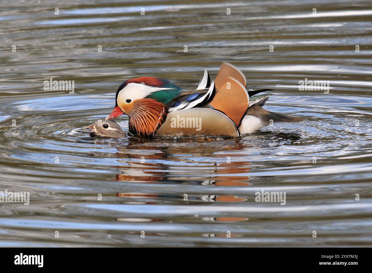 A side view of a mating pair of Mandarin ducks, Aix galericulata. Close ...
