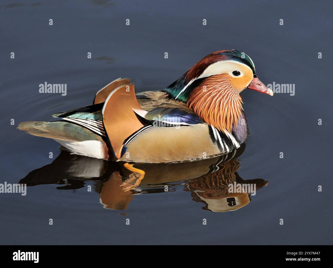 A very well focussed close-up of this exotic looking Mandarin duck, Aix ...