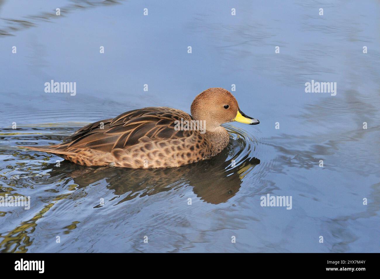 Range from sea level to high altitude hi-res stock photography and ...