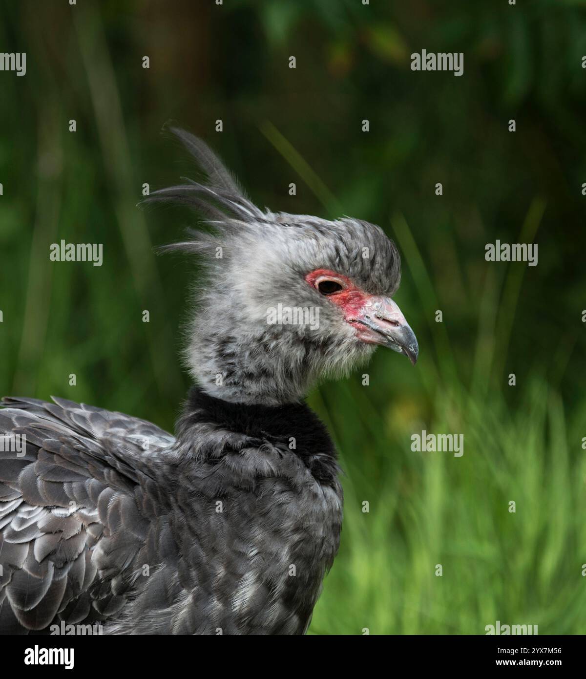 Almost 1m tall hi-res stock photography and images - Alamy