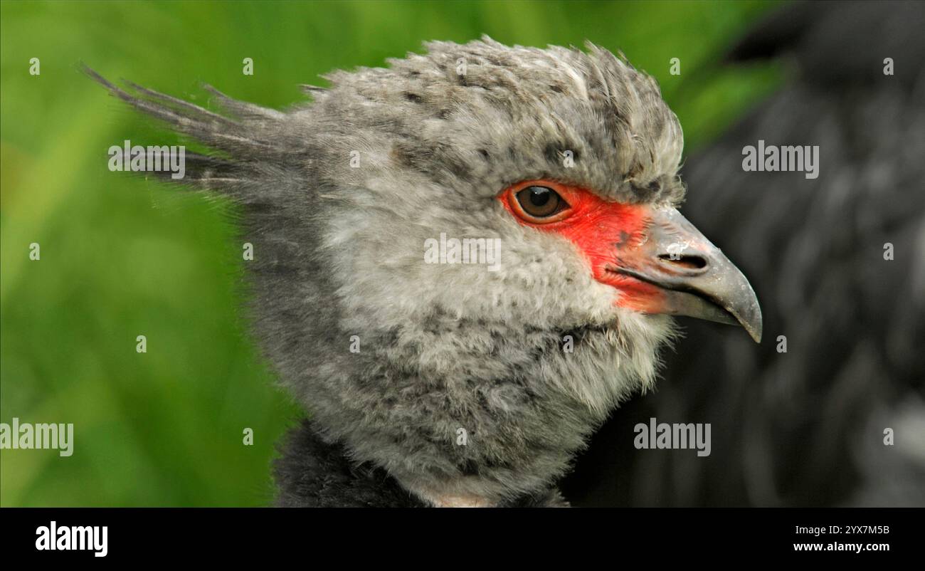 Southern screamers hi-res stock photography and images - Alamy