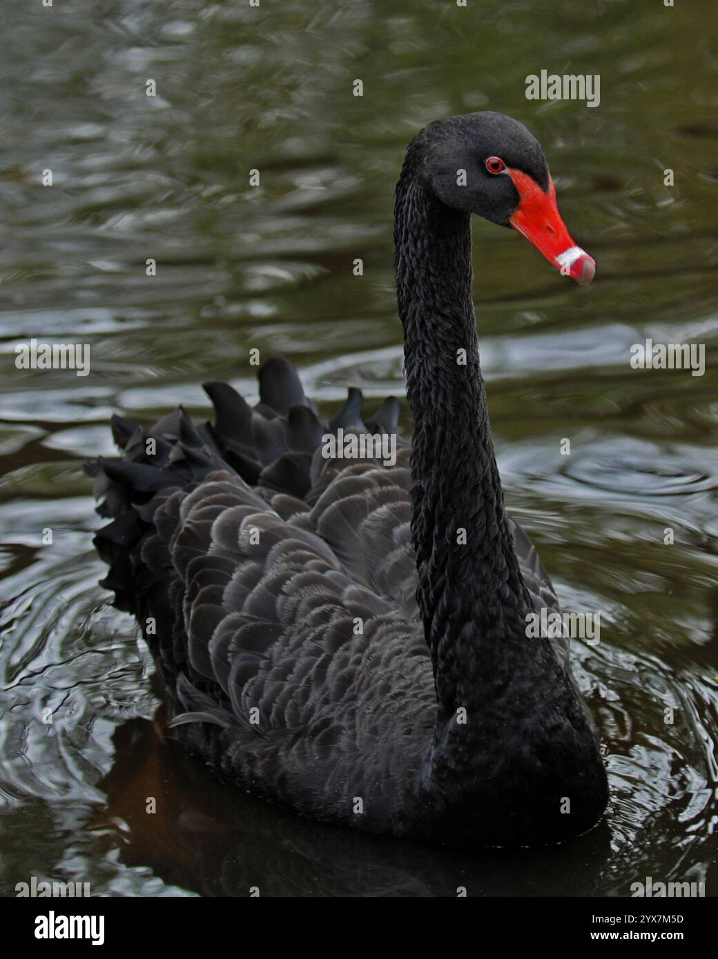 Aggressive displays hi-res stock photography and images - Alamy