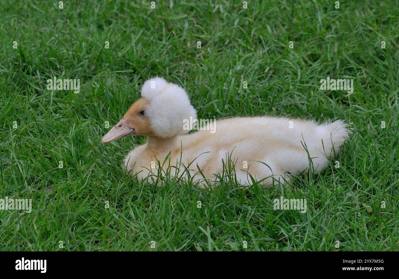 A juvenile White Crested duck, Anas platyrhynchos, sitting on a patch ...