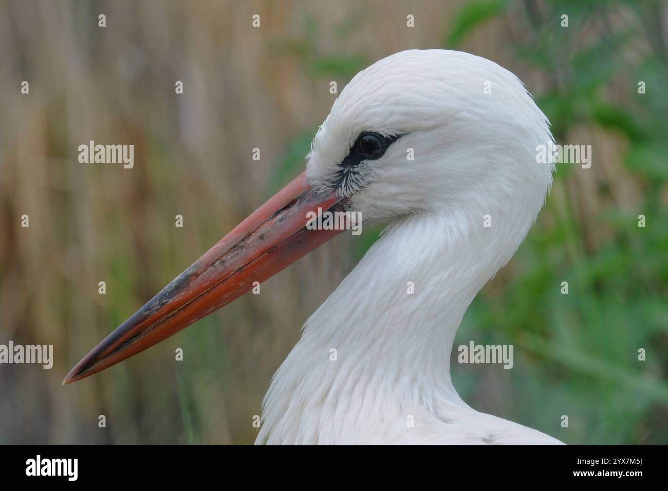 White stork looking frogs in hi-res stock photography and images - Alamy