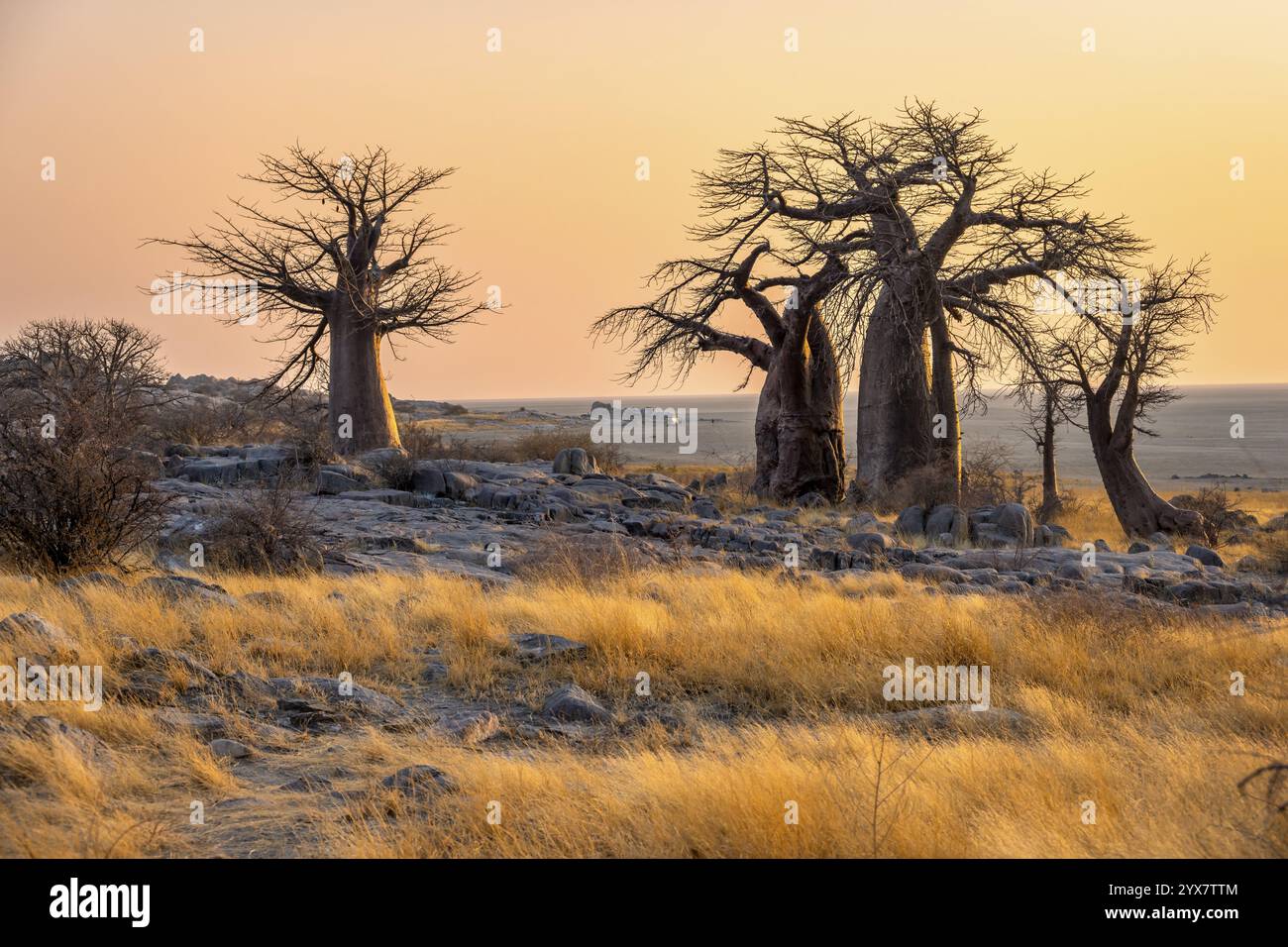 African baobab or baobab tree (Adansonia digitata), several trees at ...