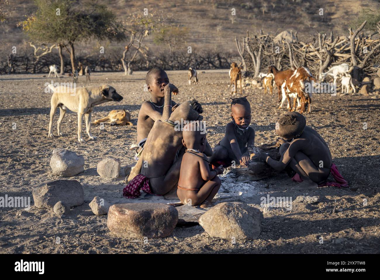 Himba children sitting by the fire, in the morning light, traditional ...