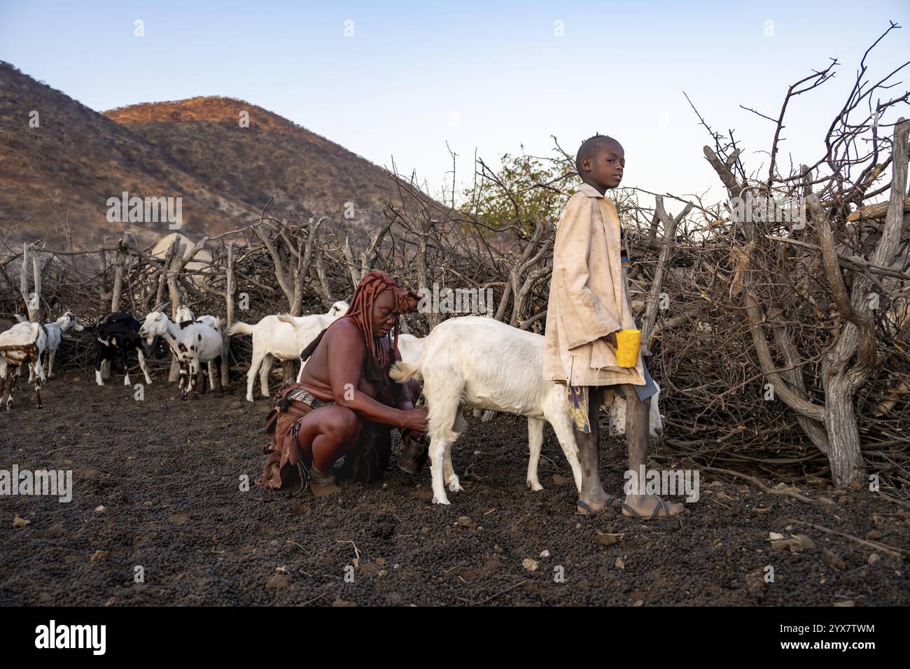 Himba woman with child milking a goat, traditional Himba village ...