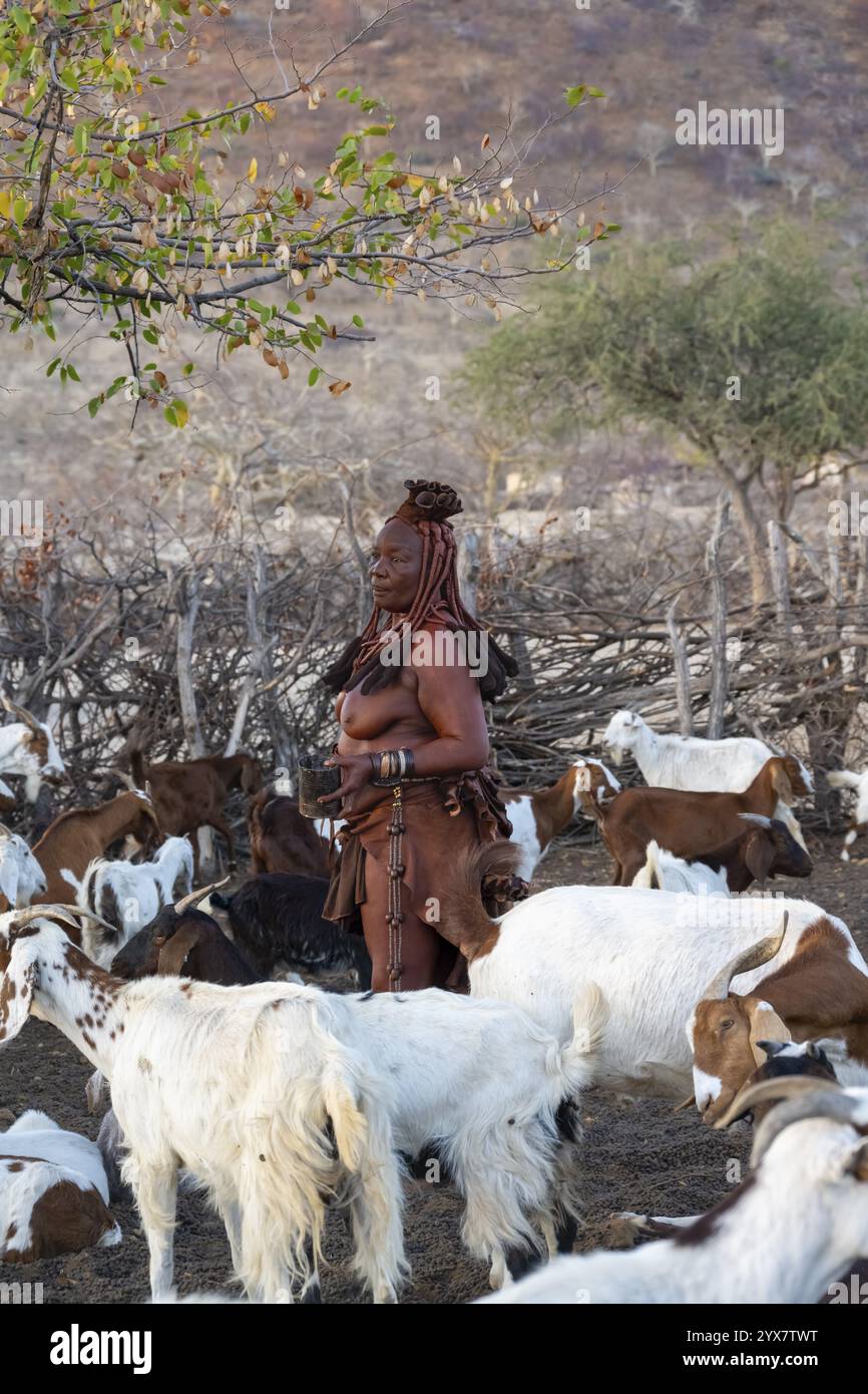Namibia livestock hi-res stock photography and images - Alamy