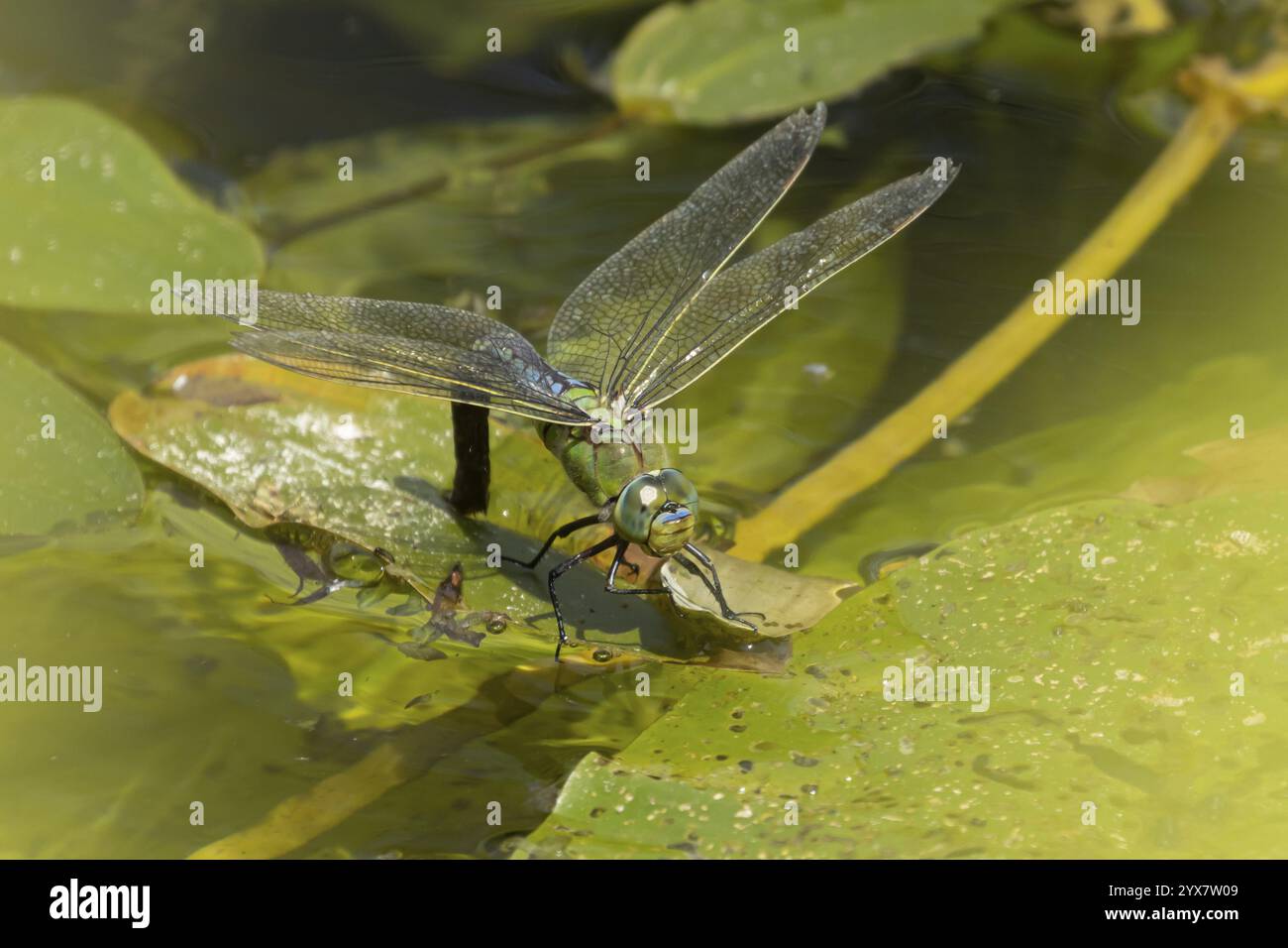 Emperor dragonfly (Anax imperator) adult female insect on a water lily ...