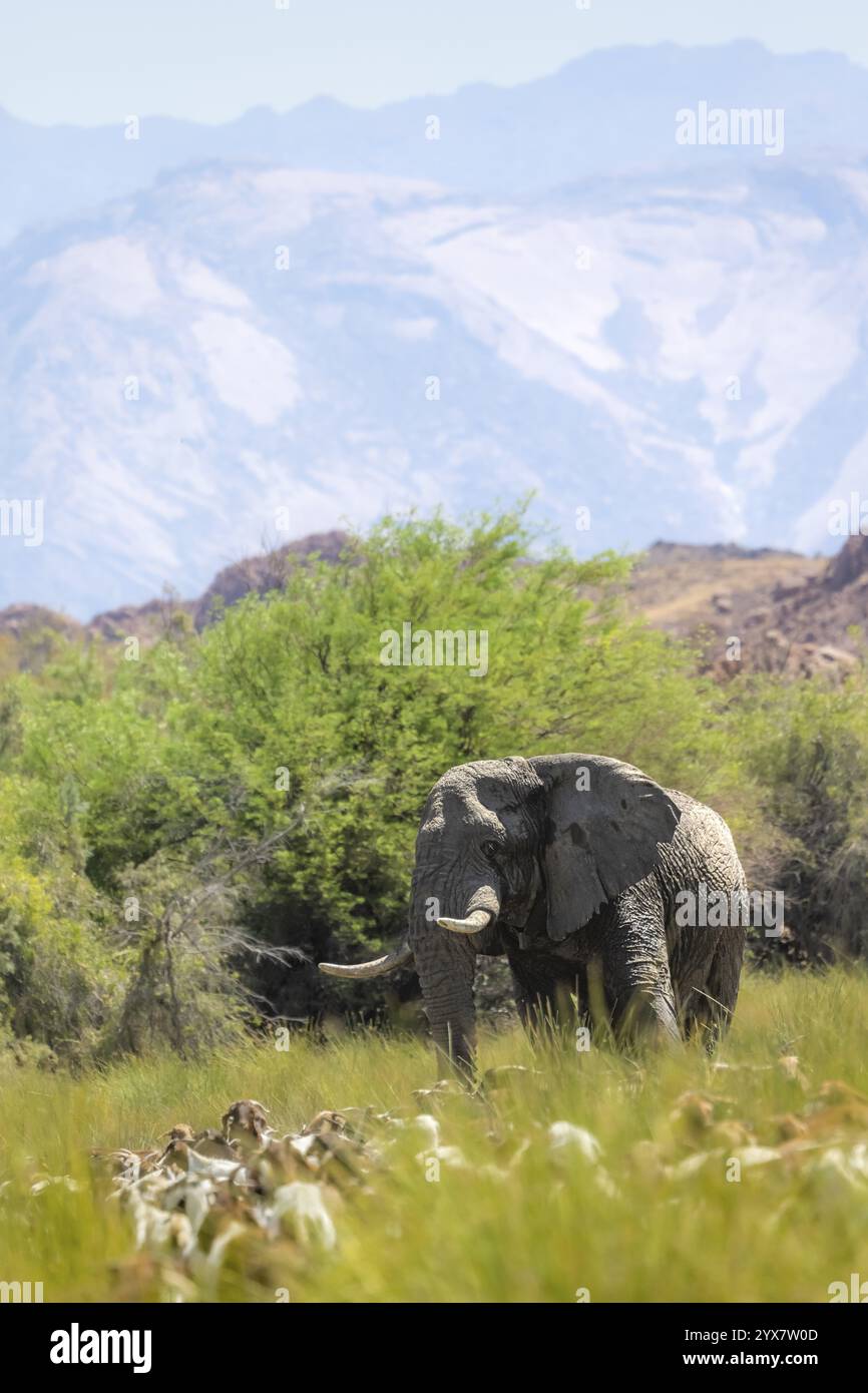 African elephant (Loxodonta africana), in the green Ugab river valley ...