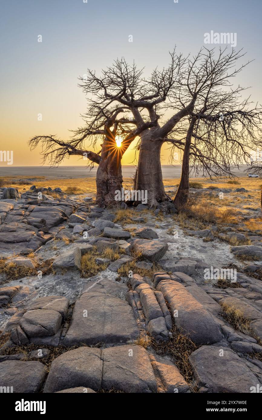 African baobab (Adansonia digitata), several trees at sunrise, sun star ...
