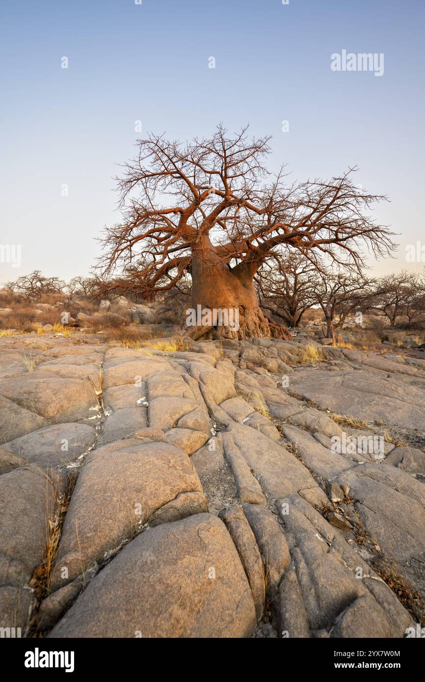 African baobab or baobab tree (Adansonia digitata), between stones, at ...