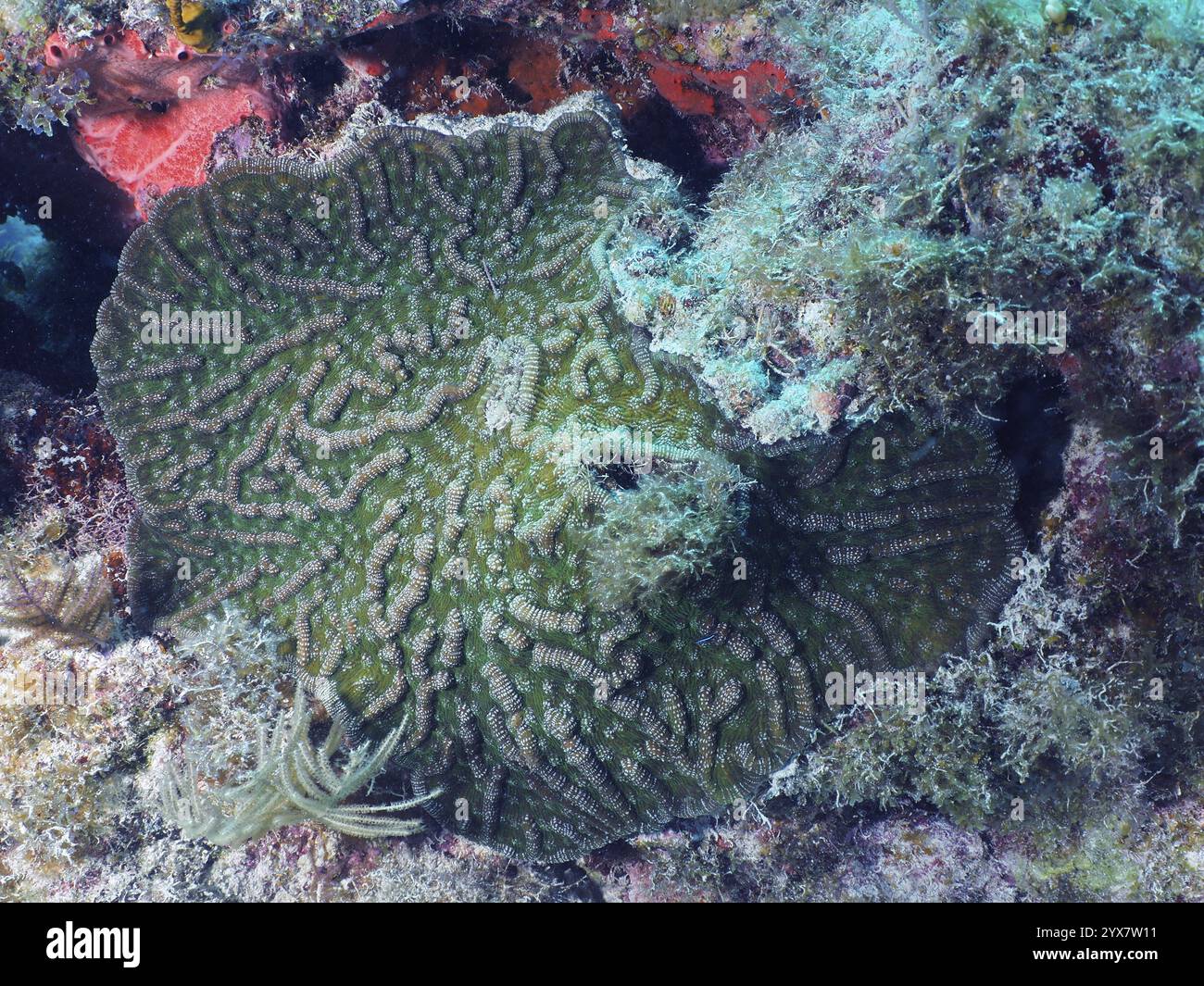 Green cactus coral (Mycetophyllia ferox) with characteristic pattern on ...