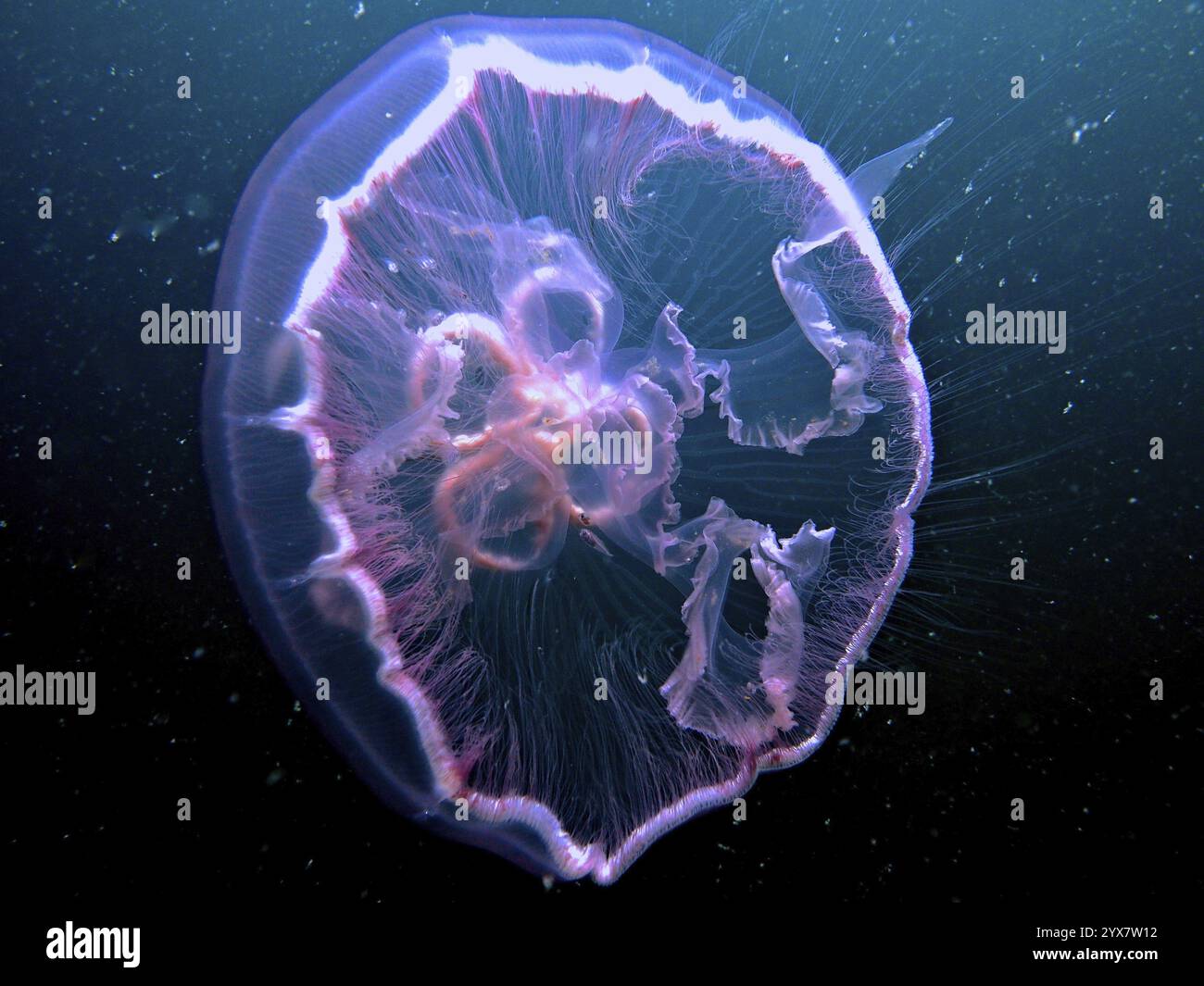 Transparent moon jellyfish (Aurelia aurita) floating in the ocean, dive site Amber Jack, Destin ...