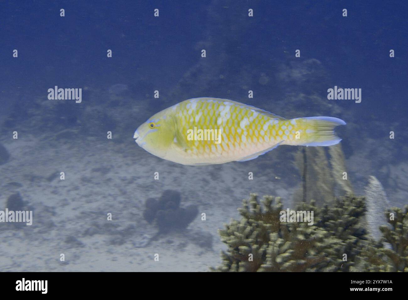 A yellow fish, blue-striped parrotfish (Scarus ghobban), swimming ...