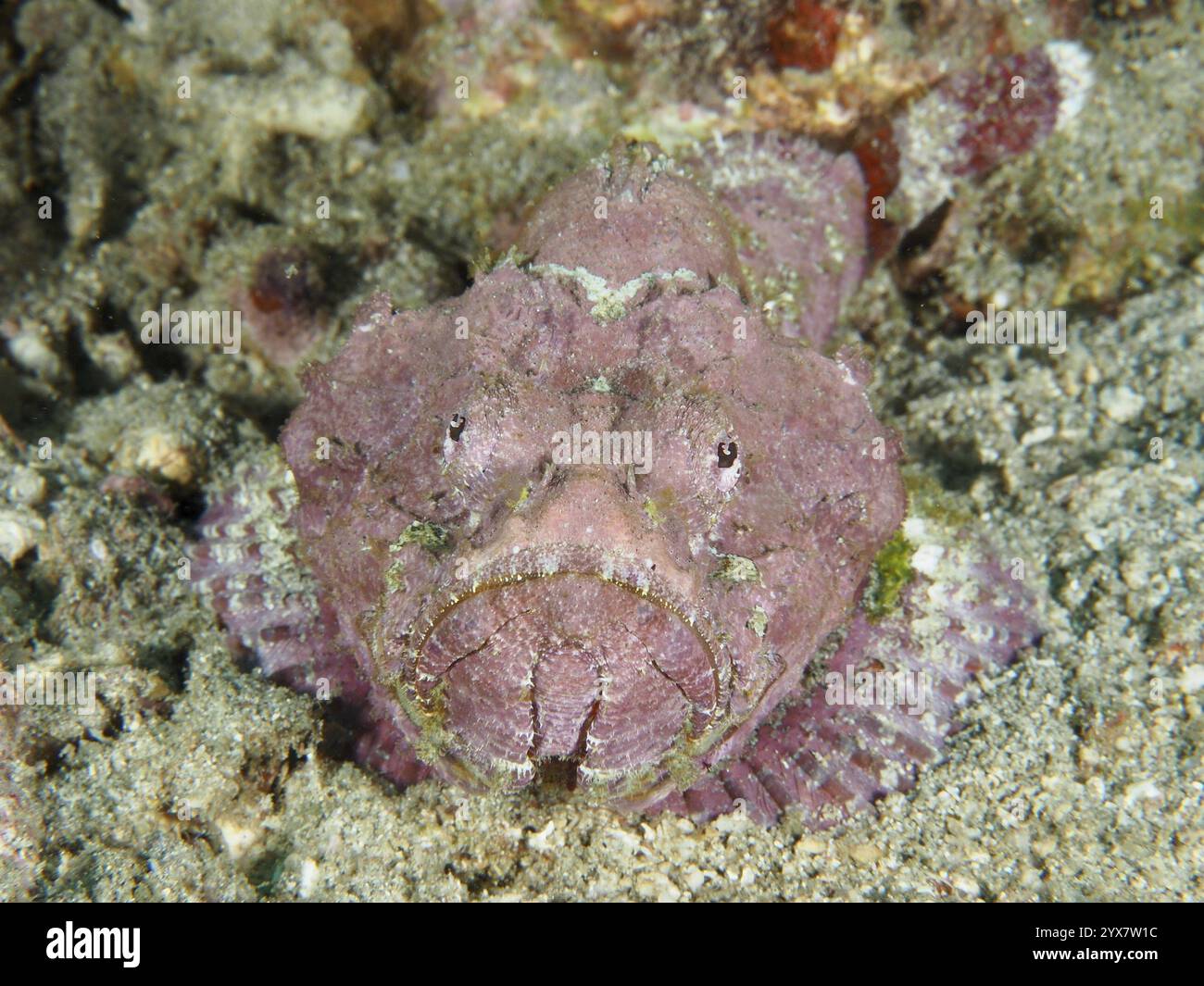Portrait of humpback scorpionfish (Scorpaenopsis diabolus) on a sandy ...