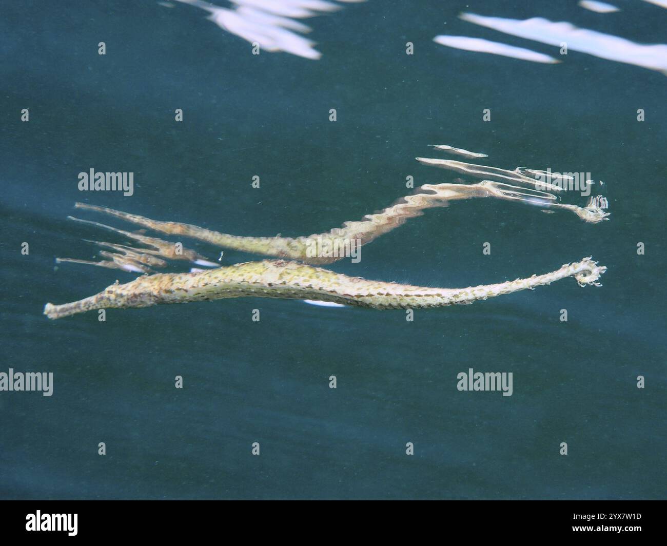 Triangular pipefish (Alligator pipefish) in reflective position below ...