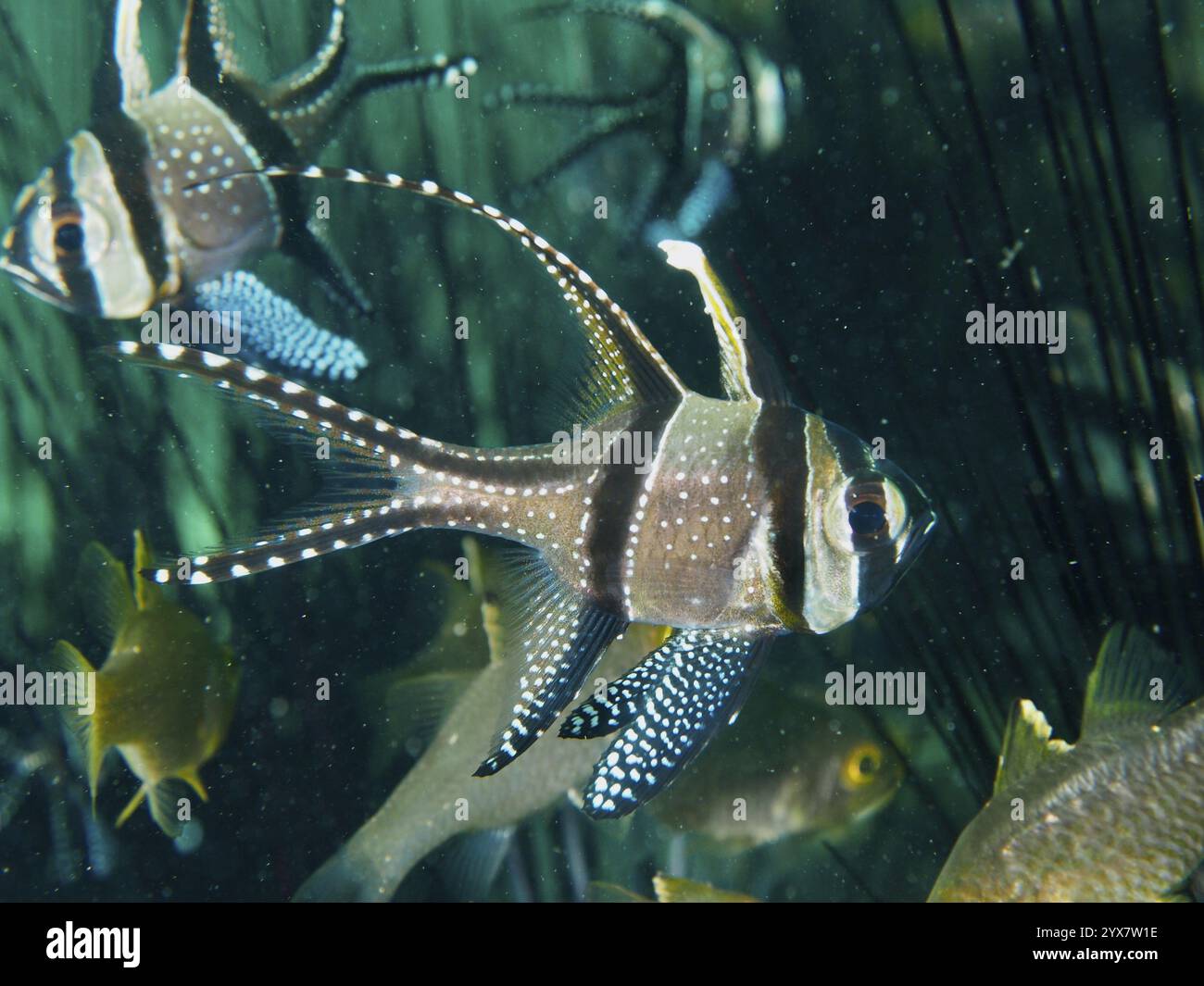 Several Banggai cardinalfish (Pterapogon kauderni) seek shelter in the ...