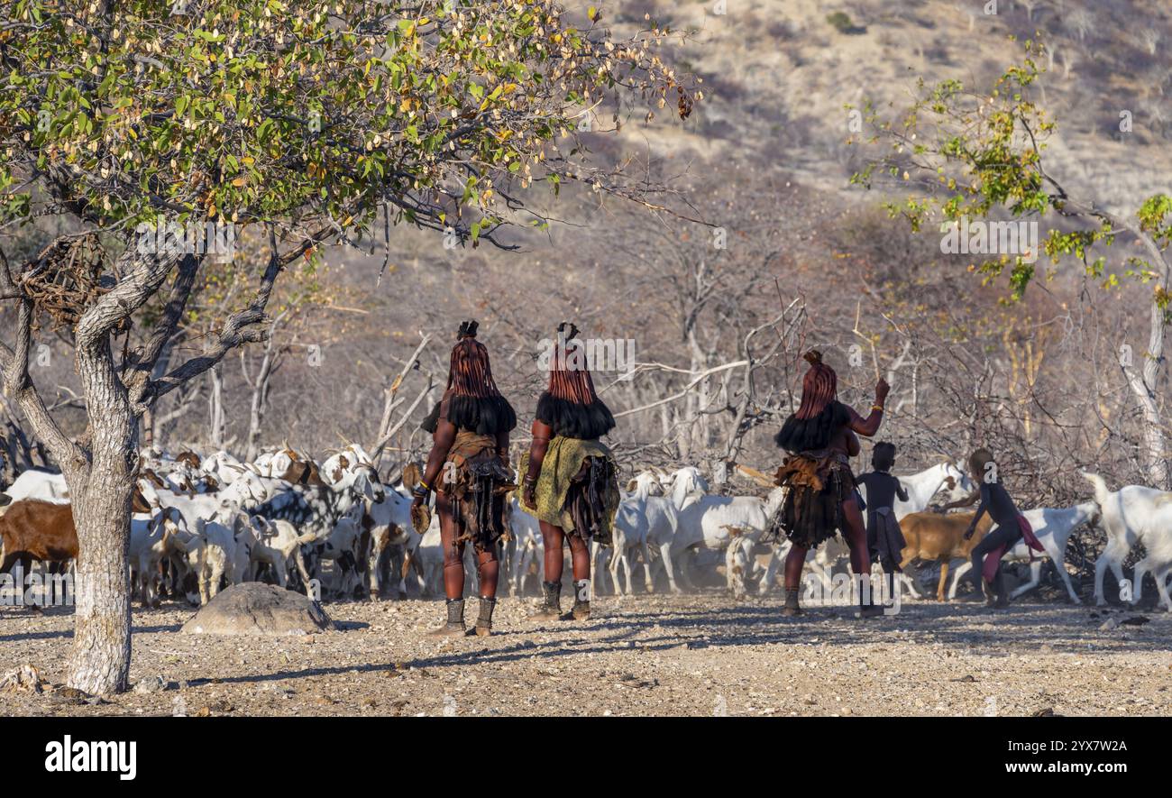 Married Himba woman and children with their herd of goats, traditional ...
