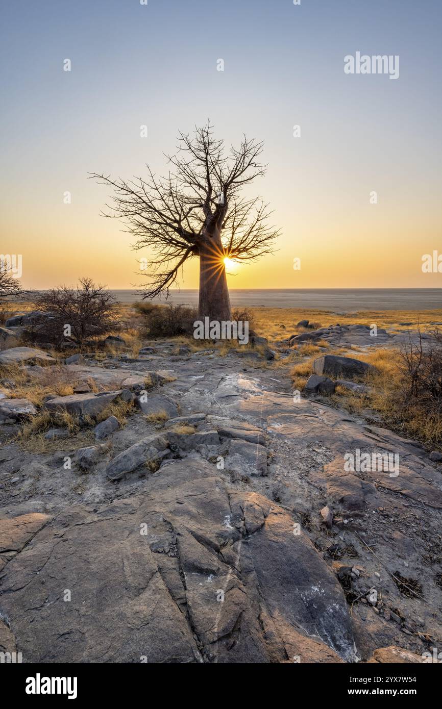 African baobab or baobab tree (Adansonia digitata), at sunrise, sun ...