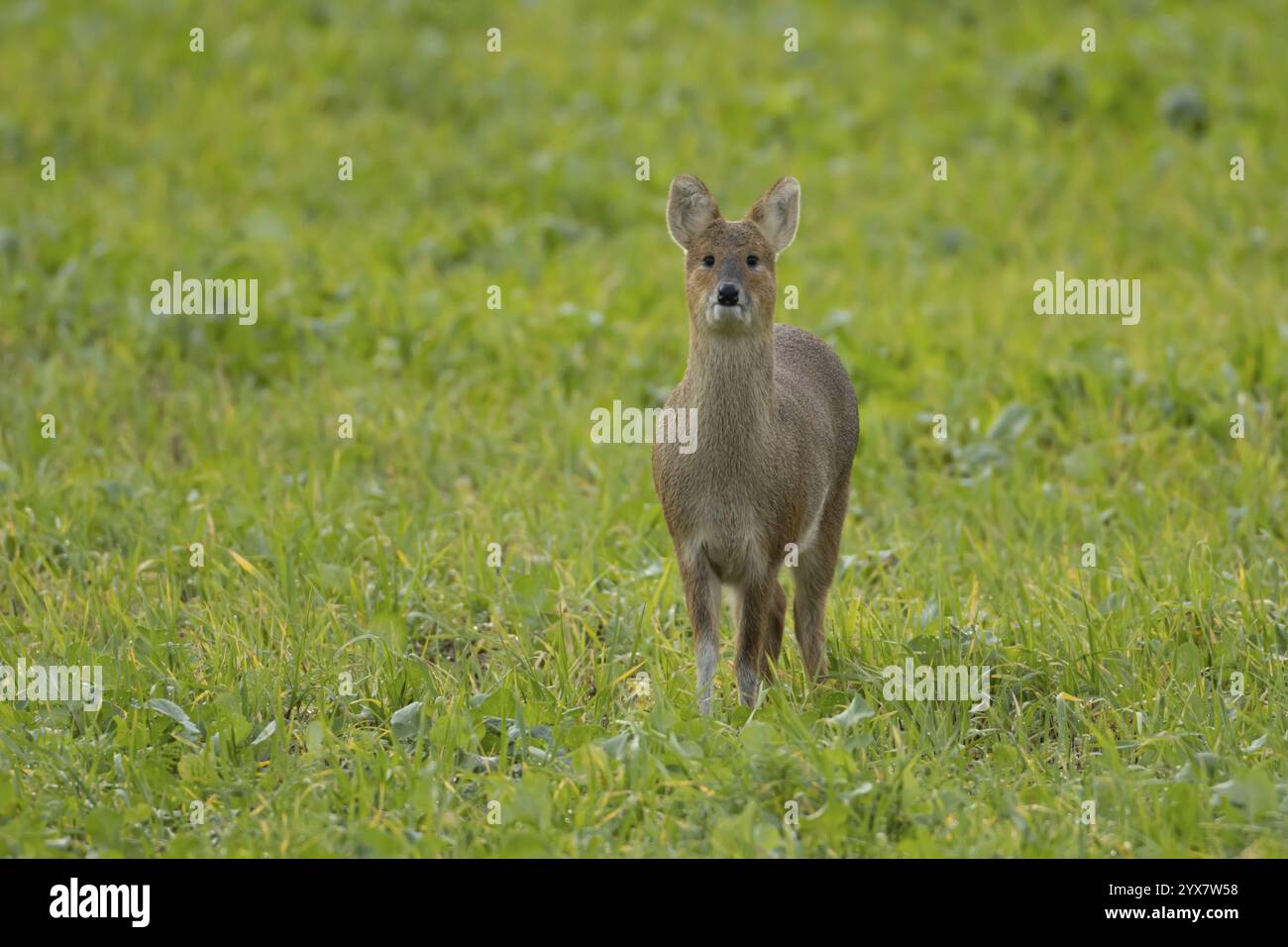 Chinese water deer (Hydropotes inermis) adult animal in a farmland ...