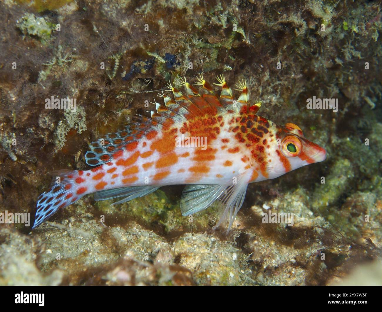 Colourful fish with red spots, Dwarf Hawkfish (Cirrhitichthys falco ...