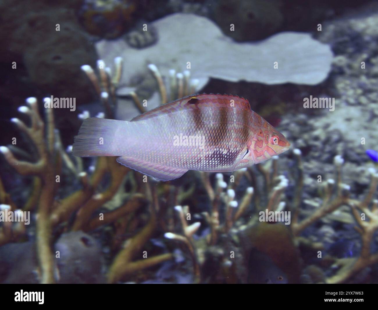 Twin reefs hi-res stock photography and images - Alamy