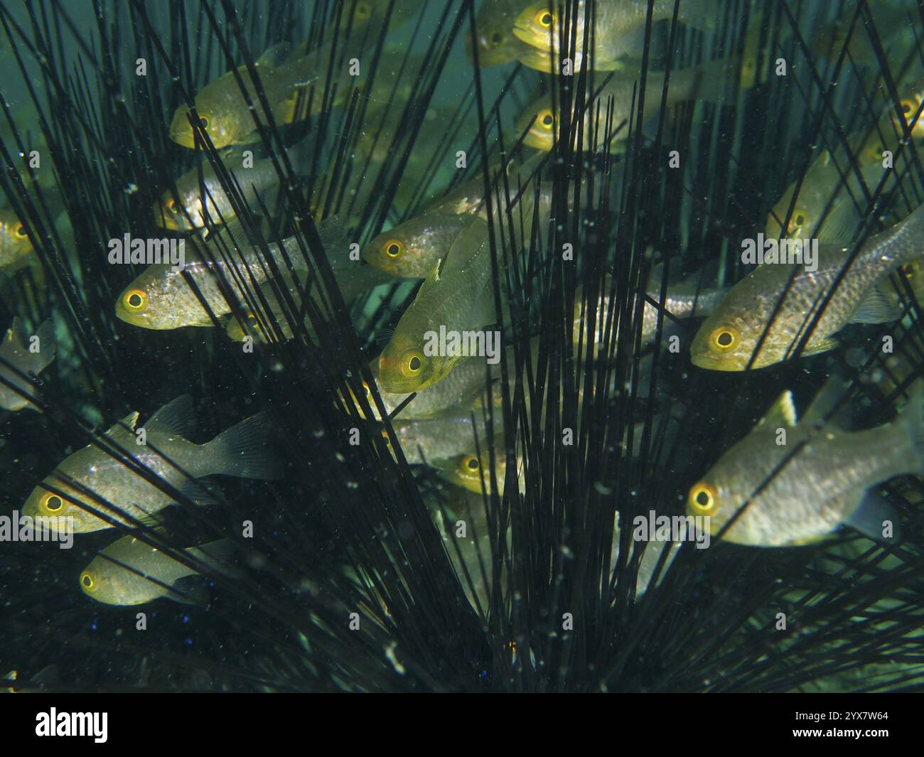 A group of bannerfin cardinalfish (Ostorhinchus hoevenii) swimming ...