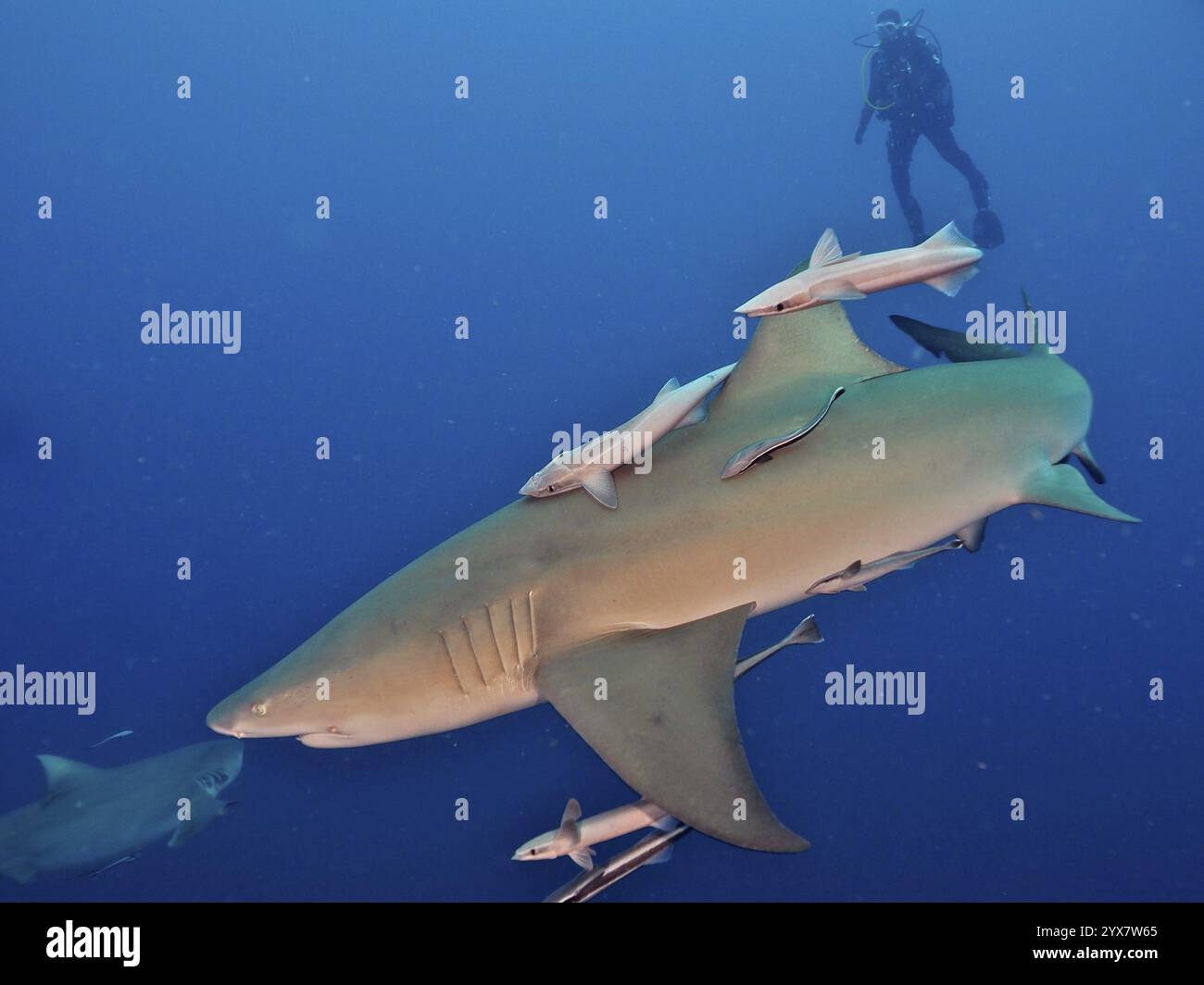 Diver encounters a lemon shark (Negaprion brevirostris) with ship's ...
