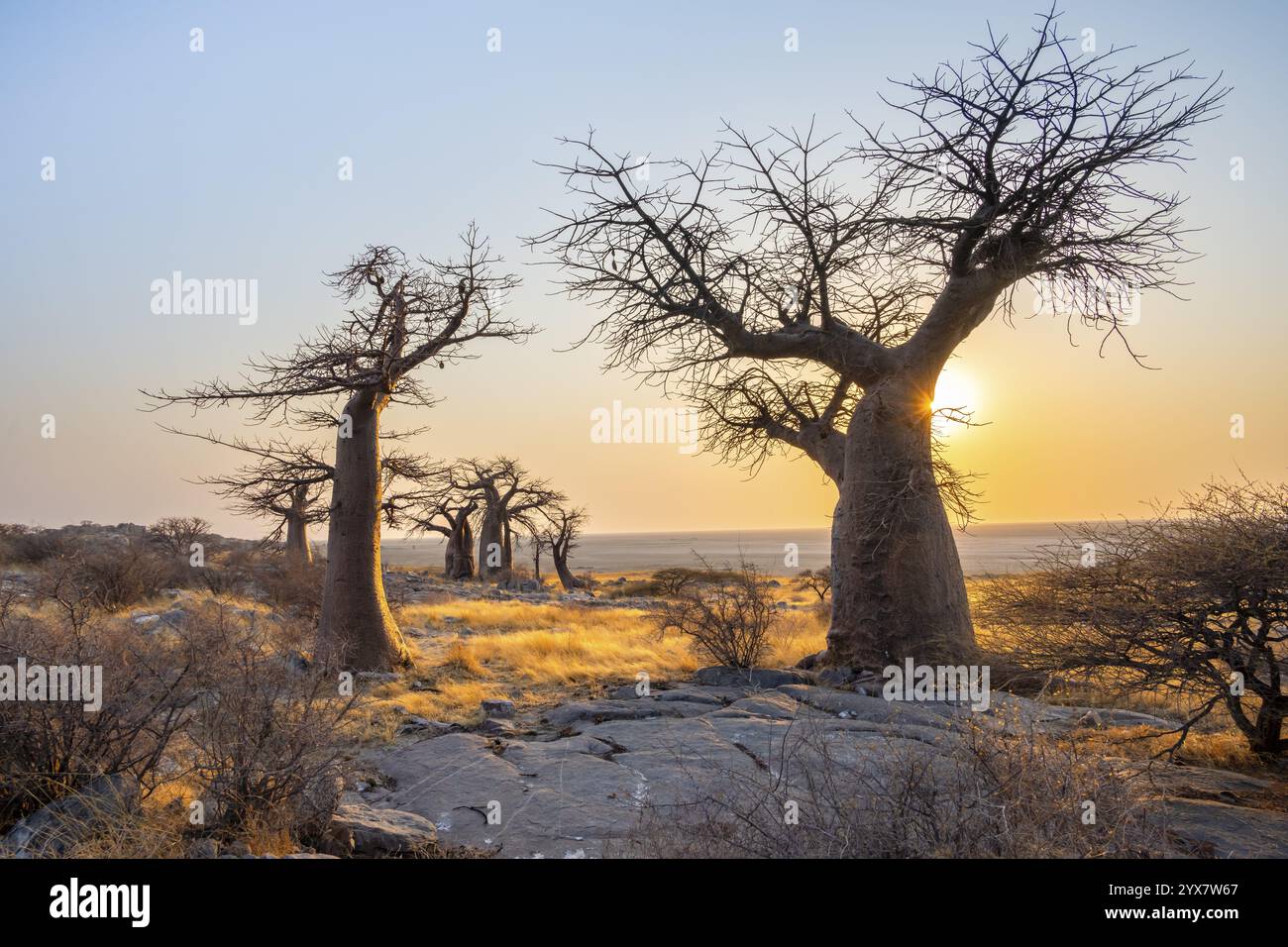 African baobab or baobab tree (Adansonia digitata), several trees at ...