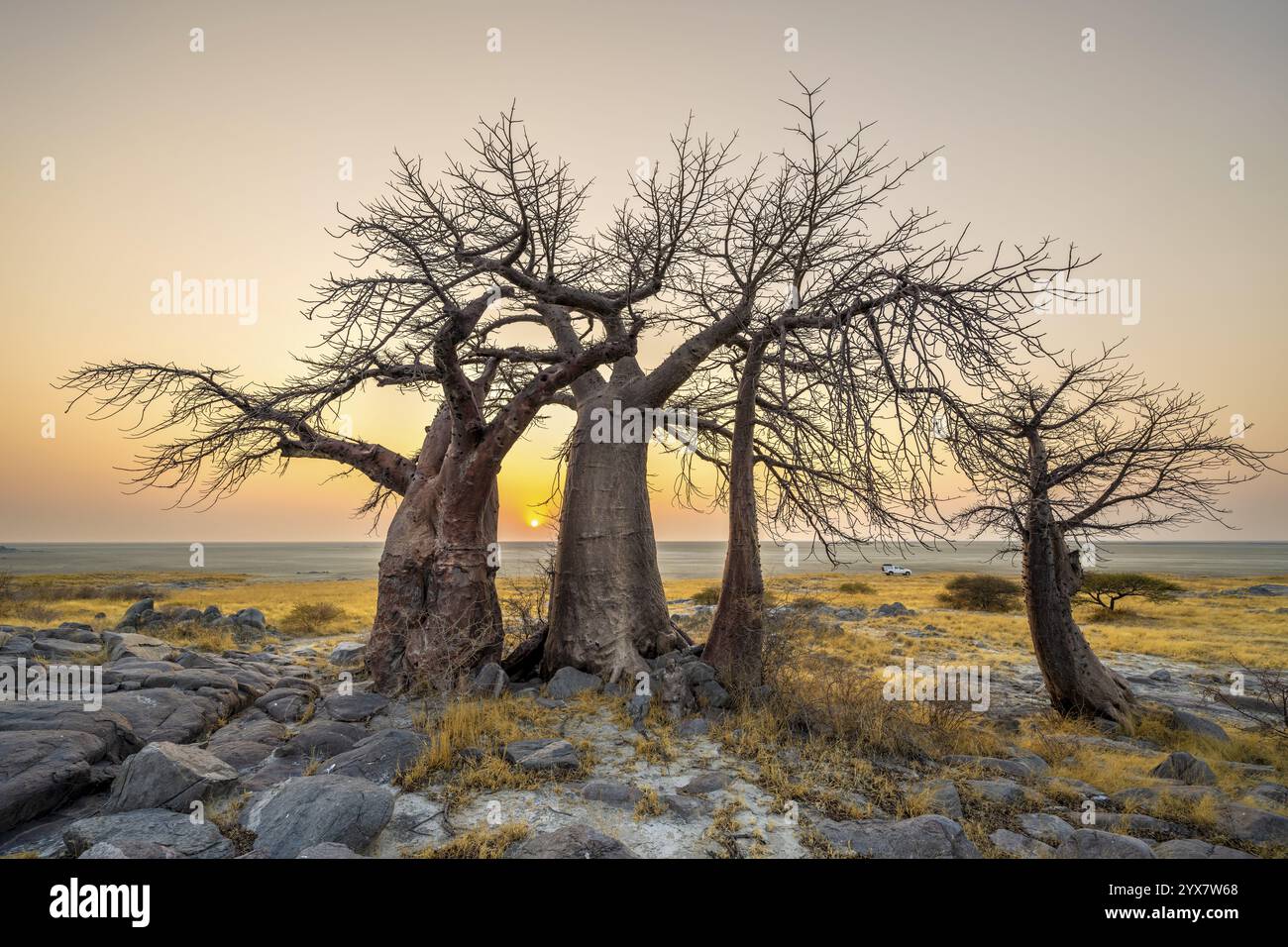 African baobab or baobab tree (Adansonia digitata), several trees at ...