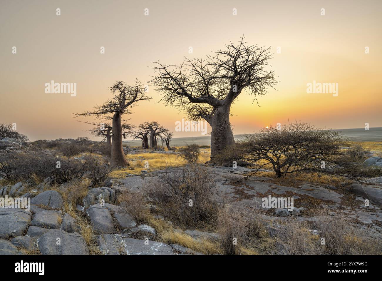 African baobab or baobab tree (Adansonia digitata), several trees at ...