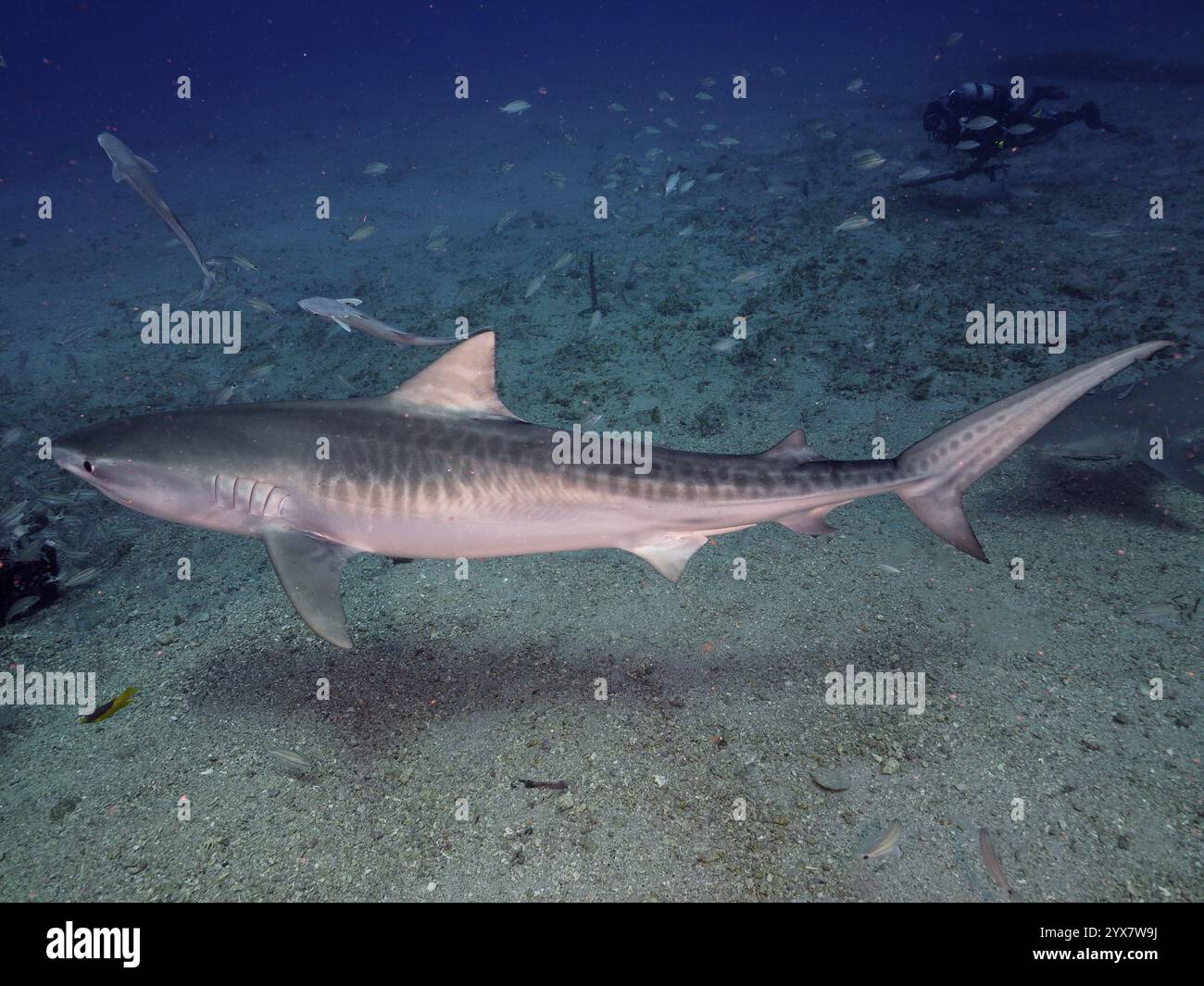 Shark float hi-res stock photography and images - Alamy