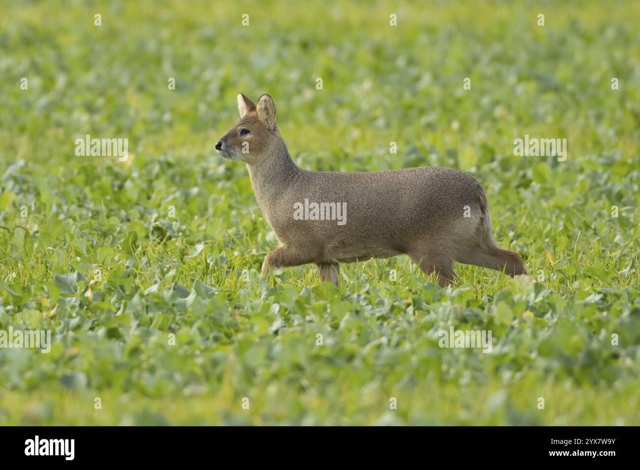 Chinese water deer (Hydropotes inermis) adult animal in a farmland ...