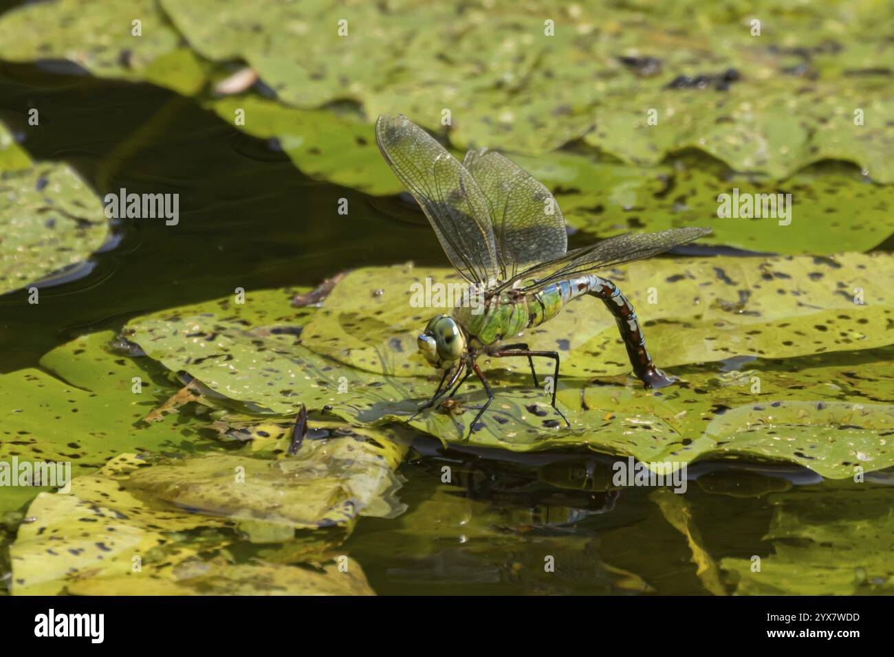 Insects on waterlily hi-res stock photography and images - Alamy